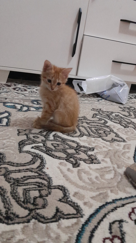 Домашние котенки 2 месяца