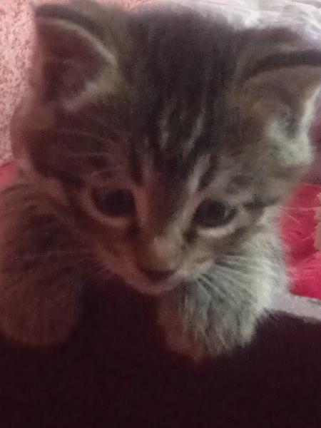 Mushukcha.  Bir yarim oylik  gipart  simon
