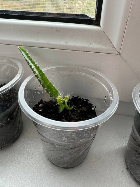 Dragon kivi banan 4 xil sort