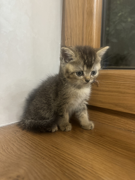Котята фолд и страйт шиншила