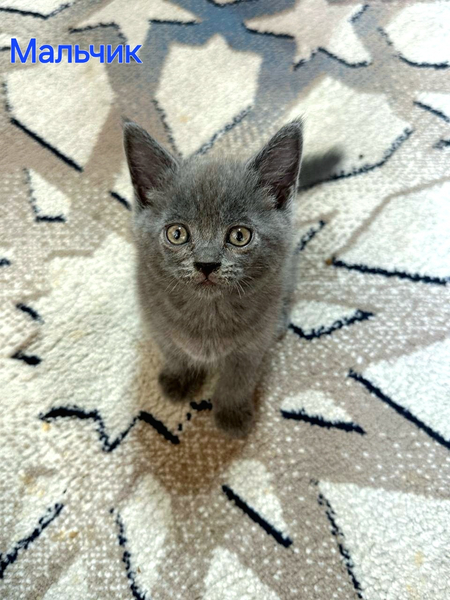 Скотиш фолд и страйт