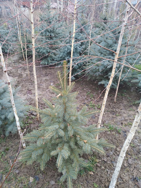 Manzarali daraxtlar sotladi