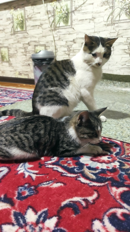Erkak mishik sotiladi. Judayam katta 25.kiloli emulsiya paqirdan katta