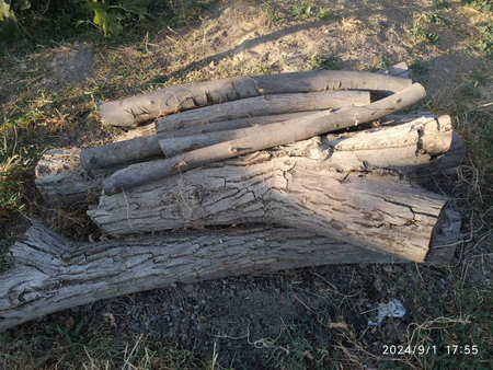 Ёнгог дарахт сотаман