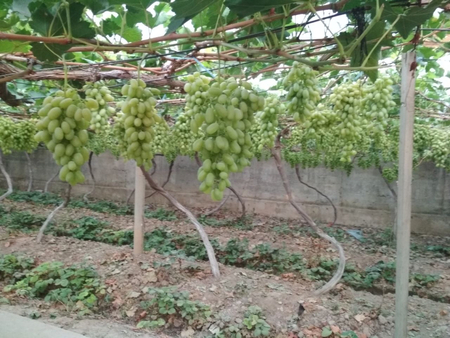 Xonadon sotiladi 8sotixli issiq xonasi bilan nazarbek