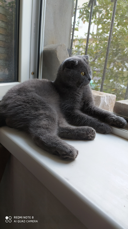 ВЯЗКА КОТА!  Скотишь Фолд