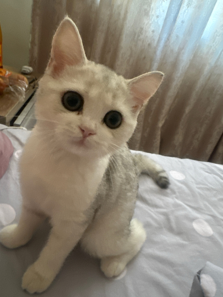 Срочно продам чистый Британский серебристый шеншиллу котенку девочку