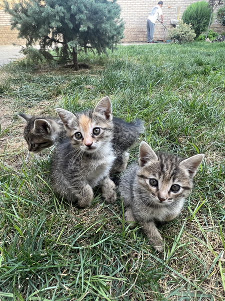 Котята в добрые руки