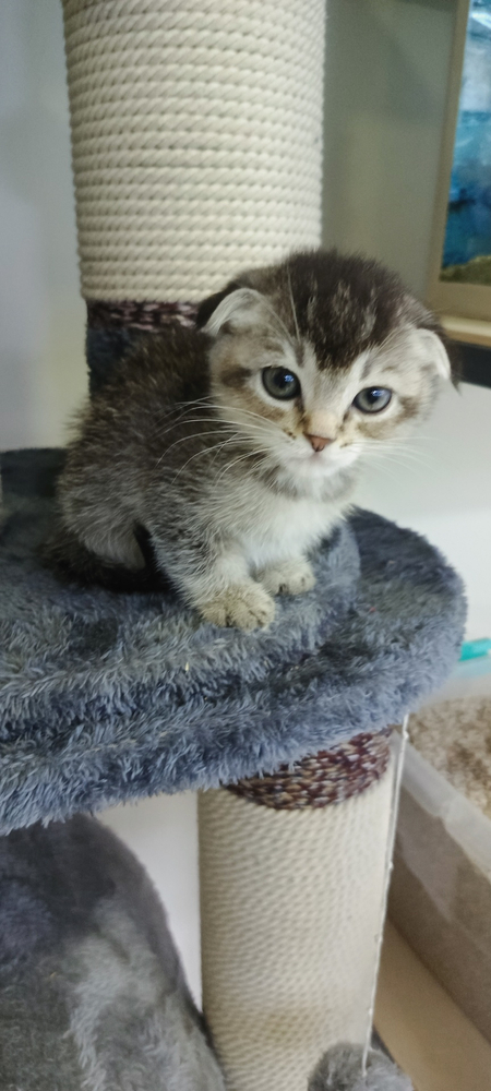 Продается шотландский котята