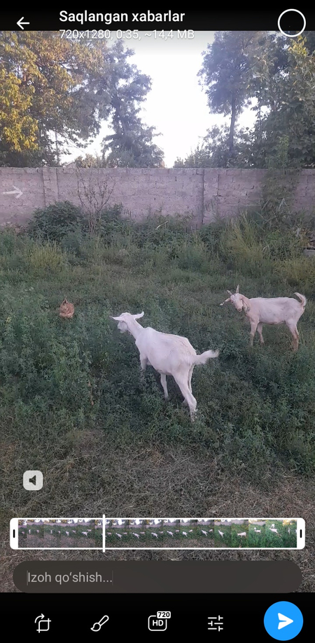 Echki 6 oyli urg\\\'ochi sotiladi