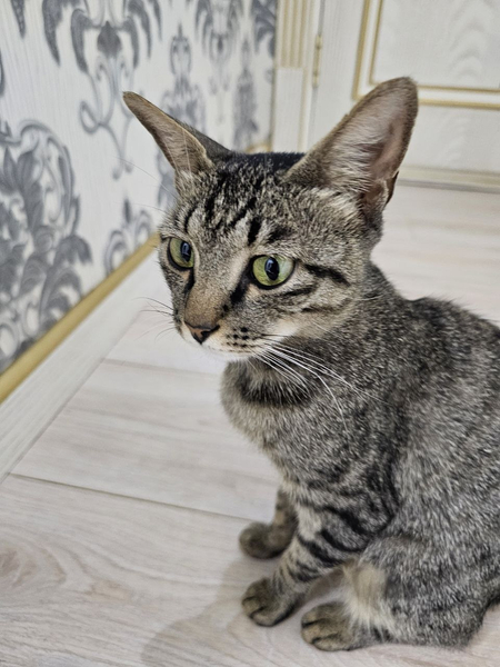 Hadiyaga beriladi Бесплатно