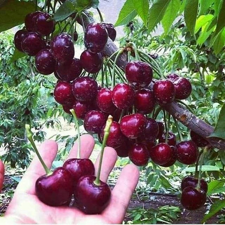 Гилос кучатлари пакана ярим пакана