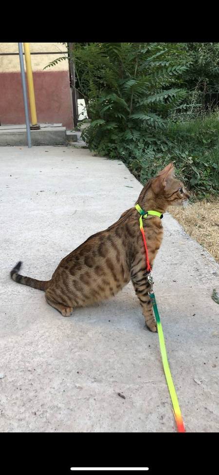 Tozza qonli Bengal zotdor mushugi sotiladi narxi kelishtiriladi