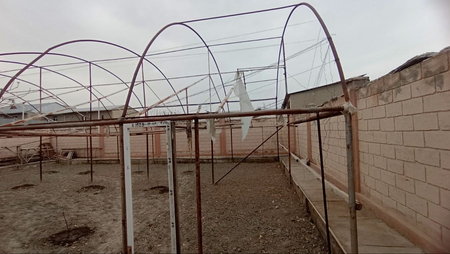 Парник таййор холда