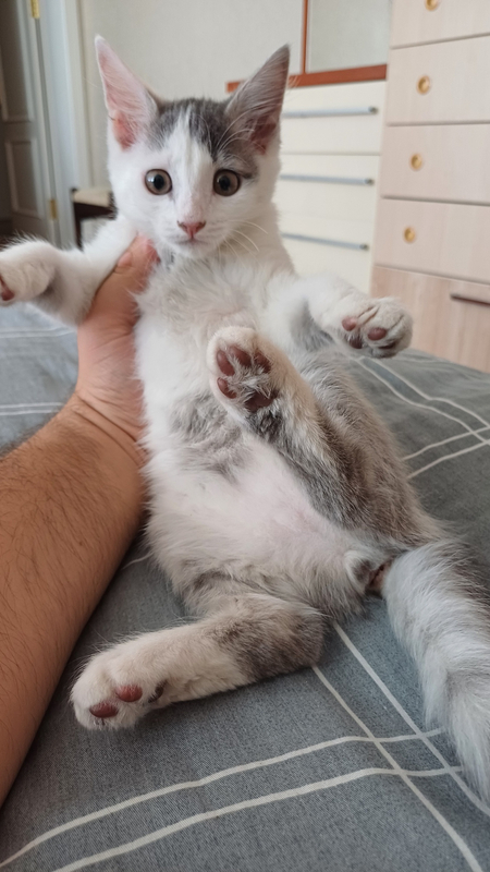 Котенок в добрые руки