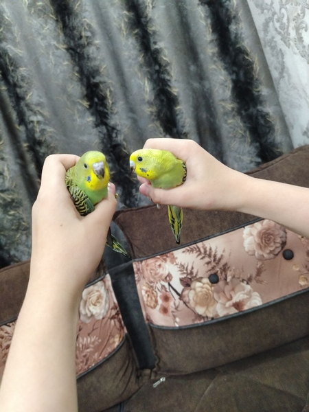 Волнистые попугаи