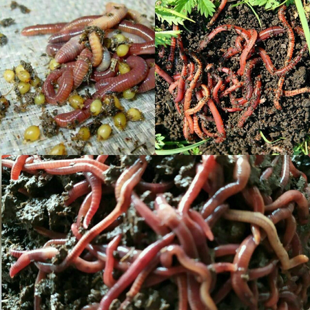Ekalogik tozza mineral o'g'it Biogumus
