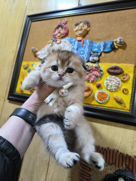 Шикарный котёнок от правильной вязки