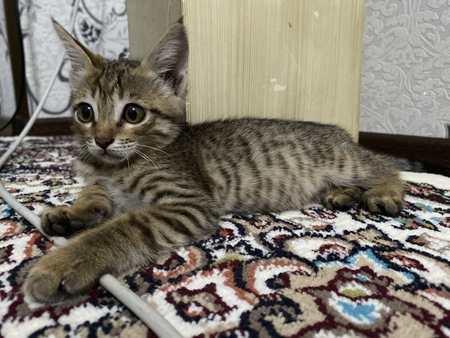 Котята в добрые руки. Хадияга мушук боласи