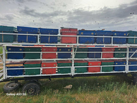 Асалари прицеп, 72 асалари оиласи билан
