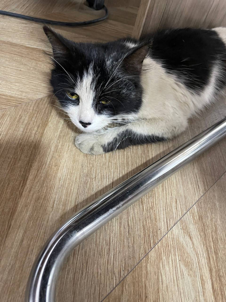 Бесплатно отдам кошек