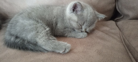 British shorthair cat
