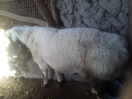 Qòchqor sotiladi