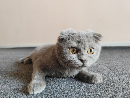 Продаётся котенок скотиш фолд