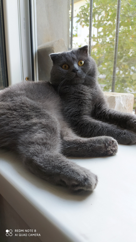 ВЯЗКА КОТА!  Скотишь Фолд