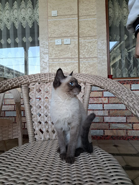 Сияский кот бежевый черный