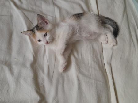Котенок 2 месяца девочка
