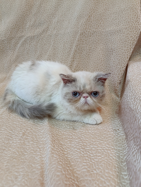 Экзотический котенок девочка