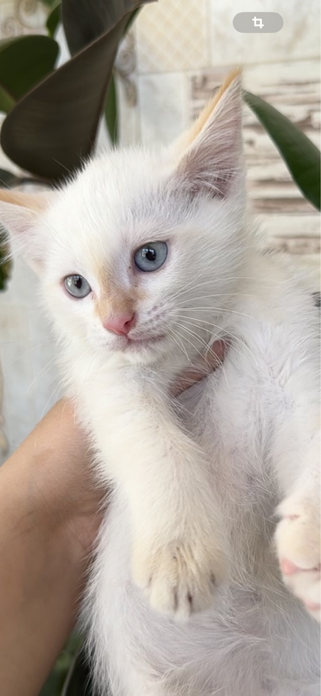 Сиамская тайский котенок голубыми глазами
