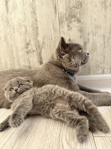 Котята Скотиш фолд