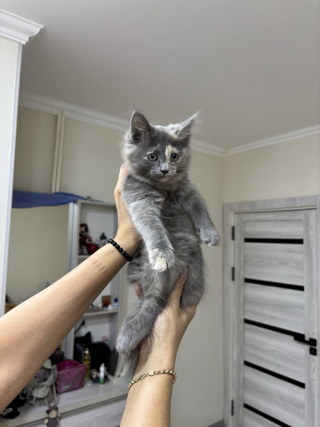 Котята Мэйкун