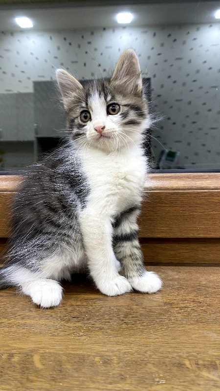 Котенок-Mushukcha