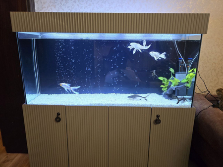 Akvarium baliqlari bilan