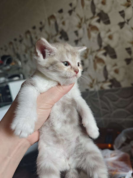 Продается котенок серебристый шиншиллы