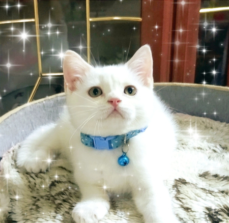 Продается белый котенок скотиш страйт.