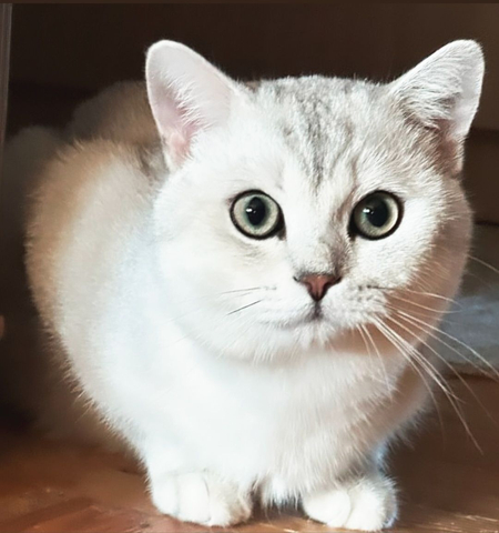 Вязка котов, молодой британский шиншилла