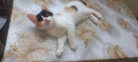 Домашние котята в добрые руки.