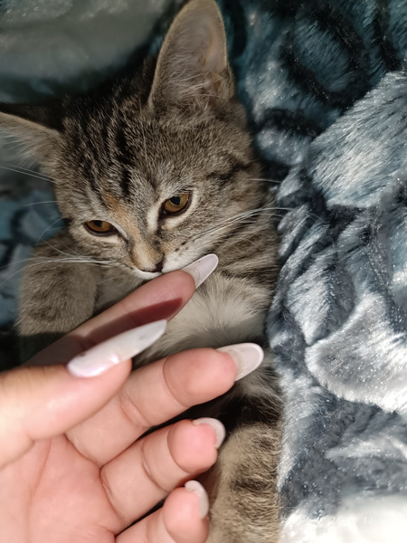 Продаются котята, срочно