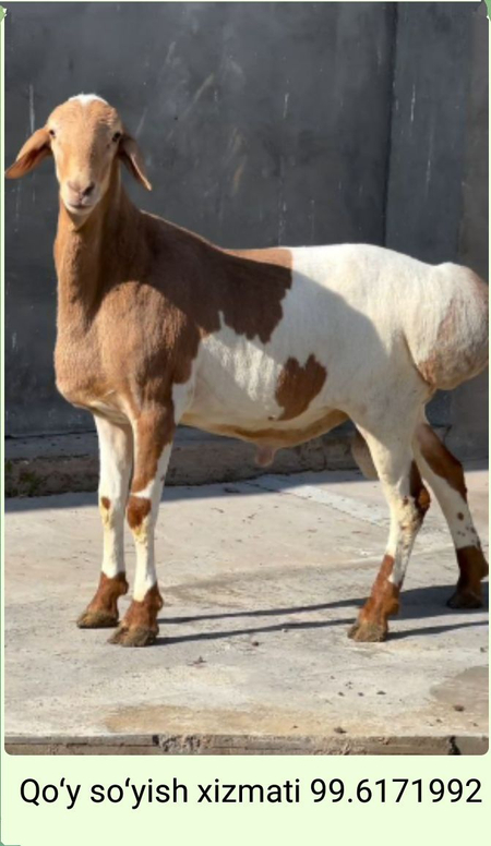 Qassob Tekkinga.