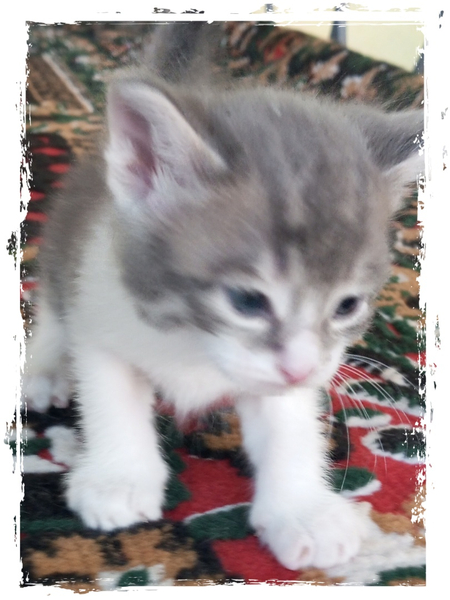 Продаются котята 2 месяца