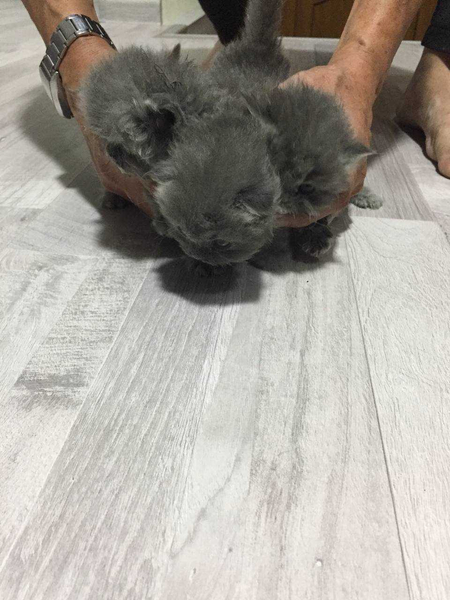 Британские котята фолд