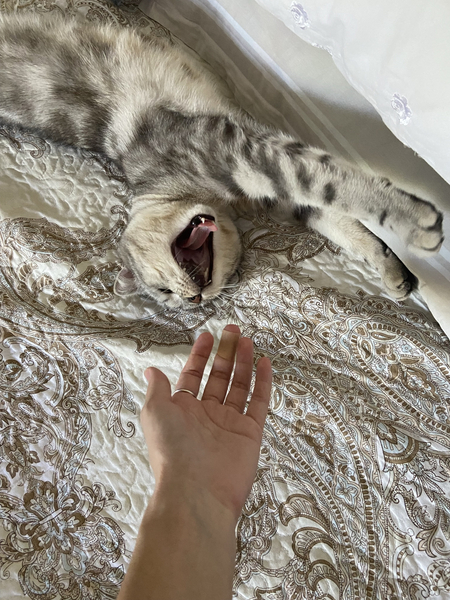 Вязка кот