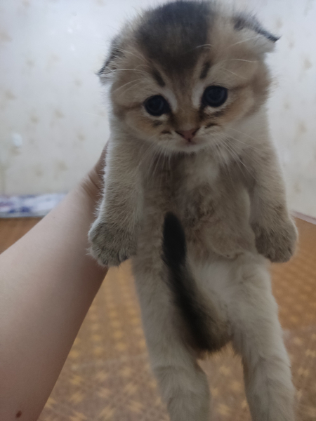 Scottish fold strayt