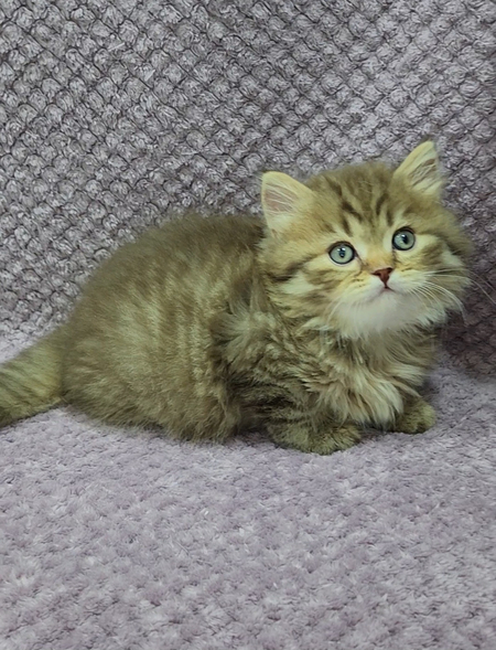 Шотландский скоттиш страйт