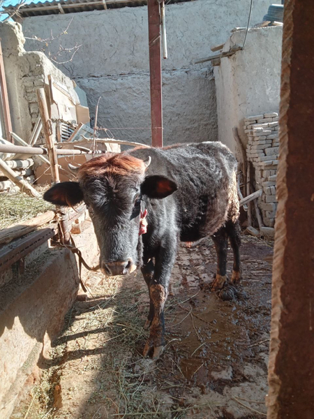 Buqacha sotiladi