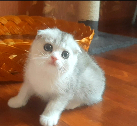 Skottish fold boy cat